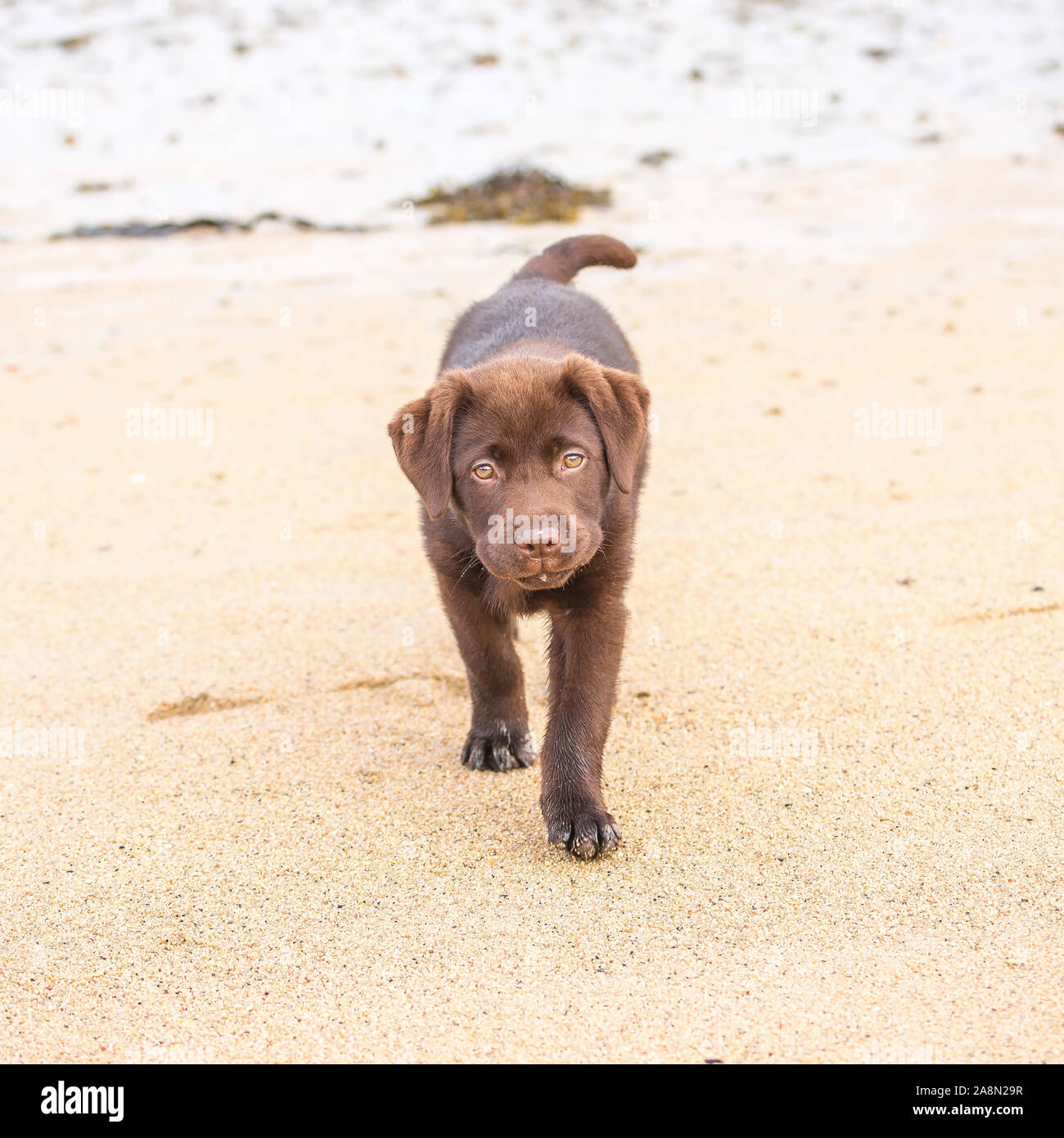 Adorable chocolate labrador puppy walking hi-res stock photography and ...