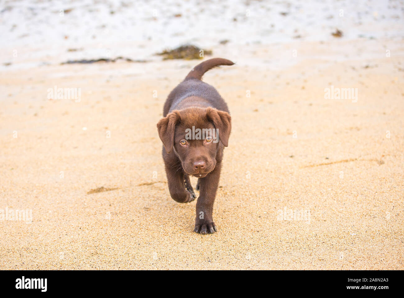 Dog labrador, puppy, walking on the beach, in front Stock Photo - Alamy