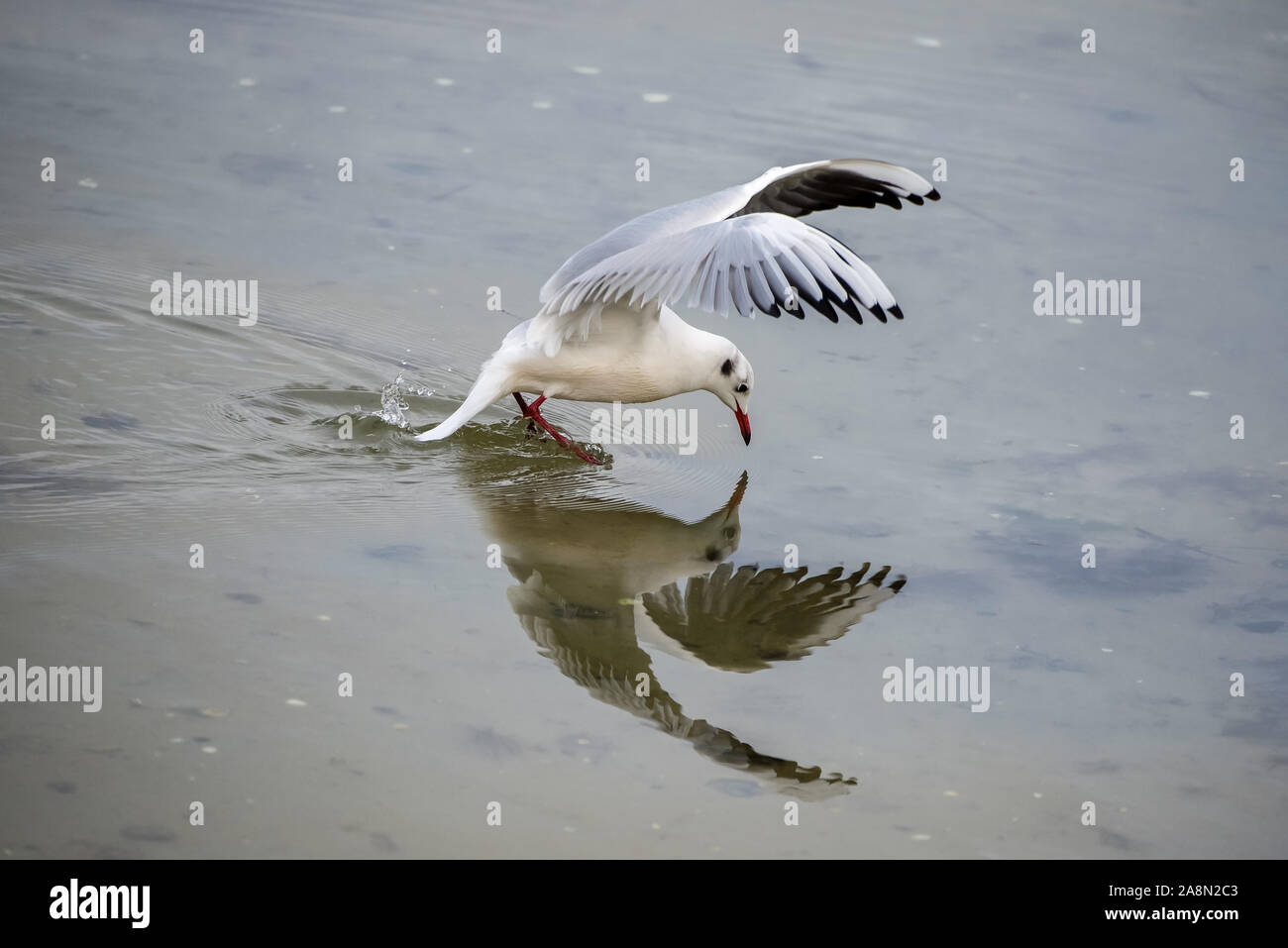 Reflection mirror spread hi-res stock photography and images - Alamy