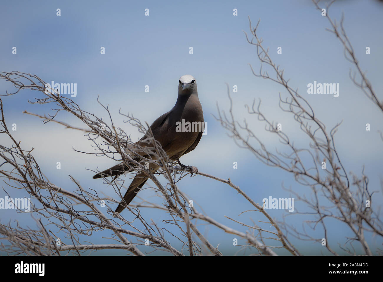 Brown Noddy, bird, Polynesia, Tetiaroa island Stock Photo - Alamy
