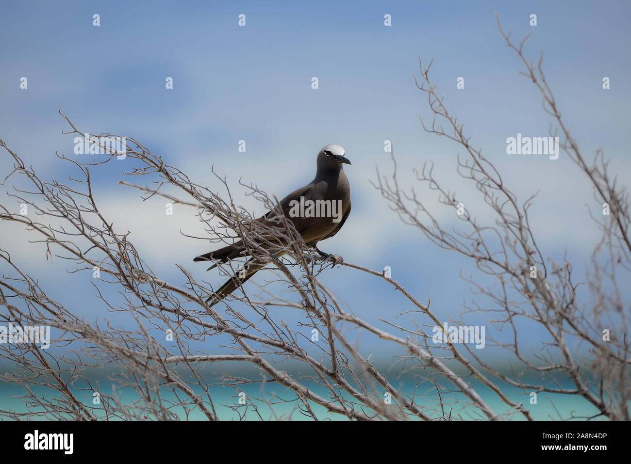 Brown Noddy, bird, Polynesia, Tetiaroa island Stock Photo - Alamy