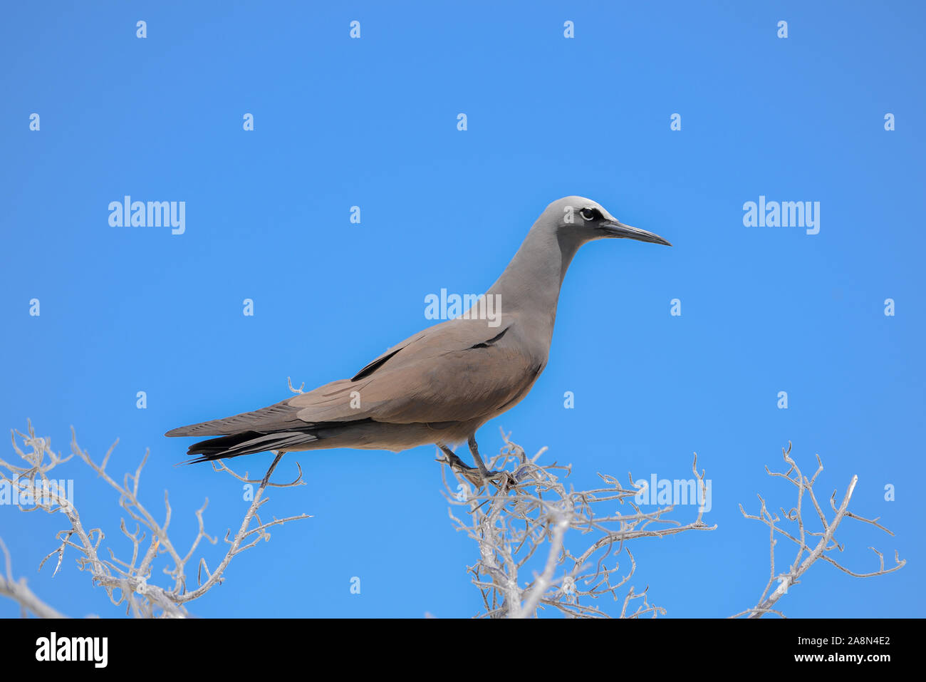 Brown Noddy, bird, Polynesia, Tetiaroa island Stock Photo - Alamy