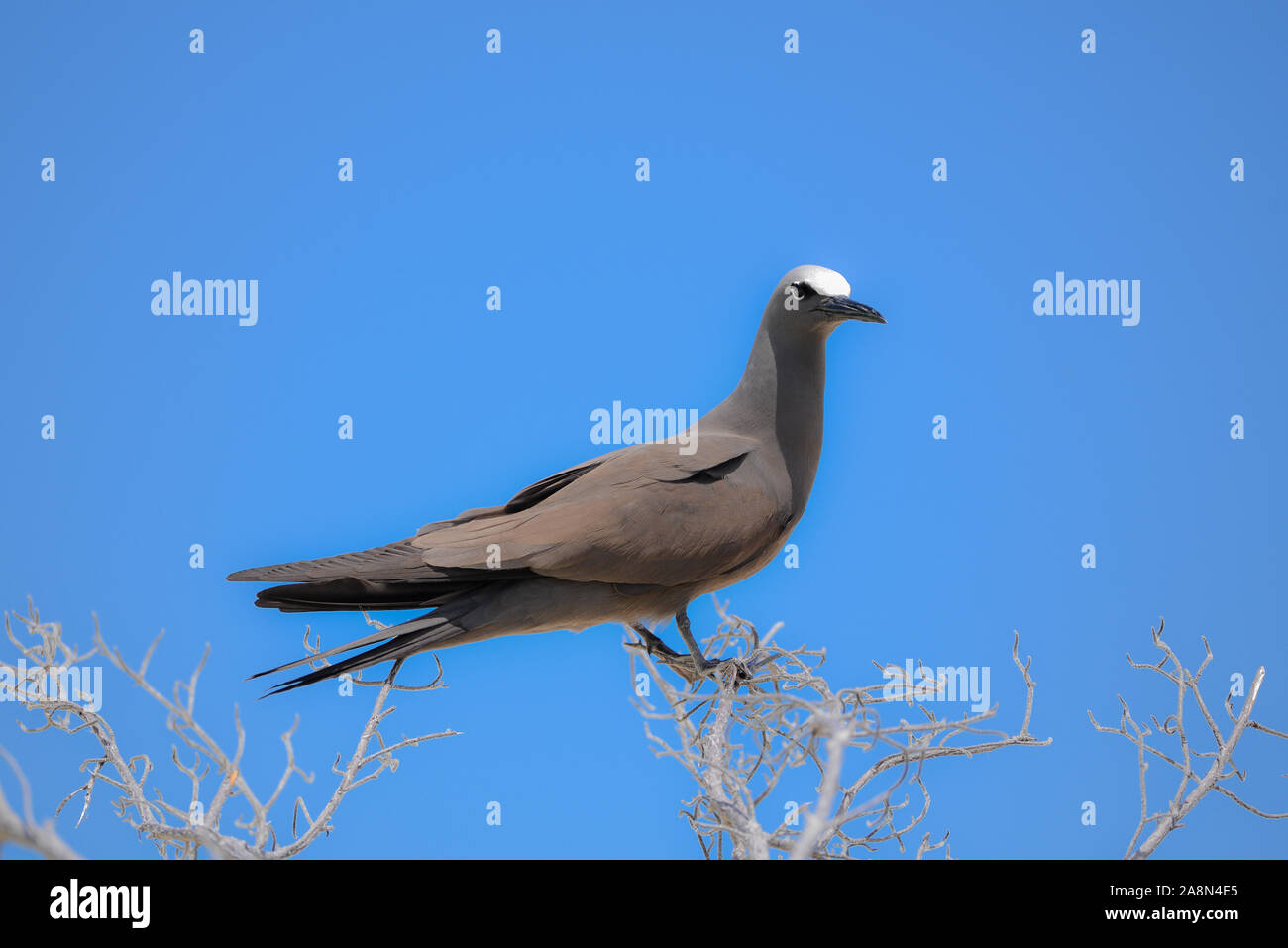 Brown Noddy, bird, Polynesia, Tetiaroa island Stock Photo - Alamy