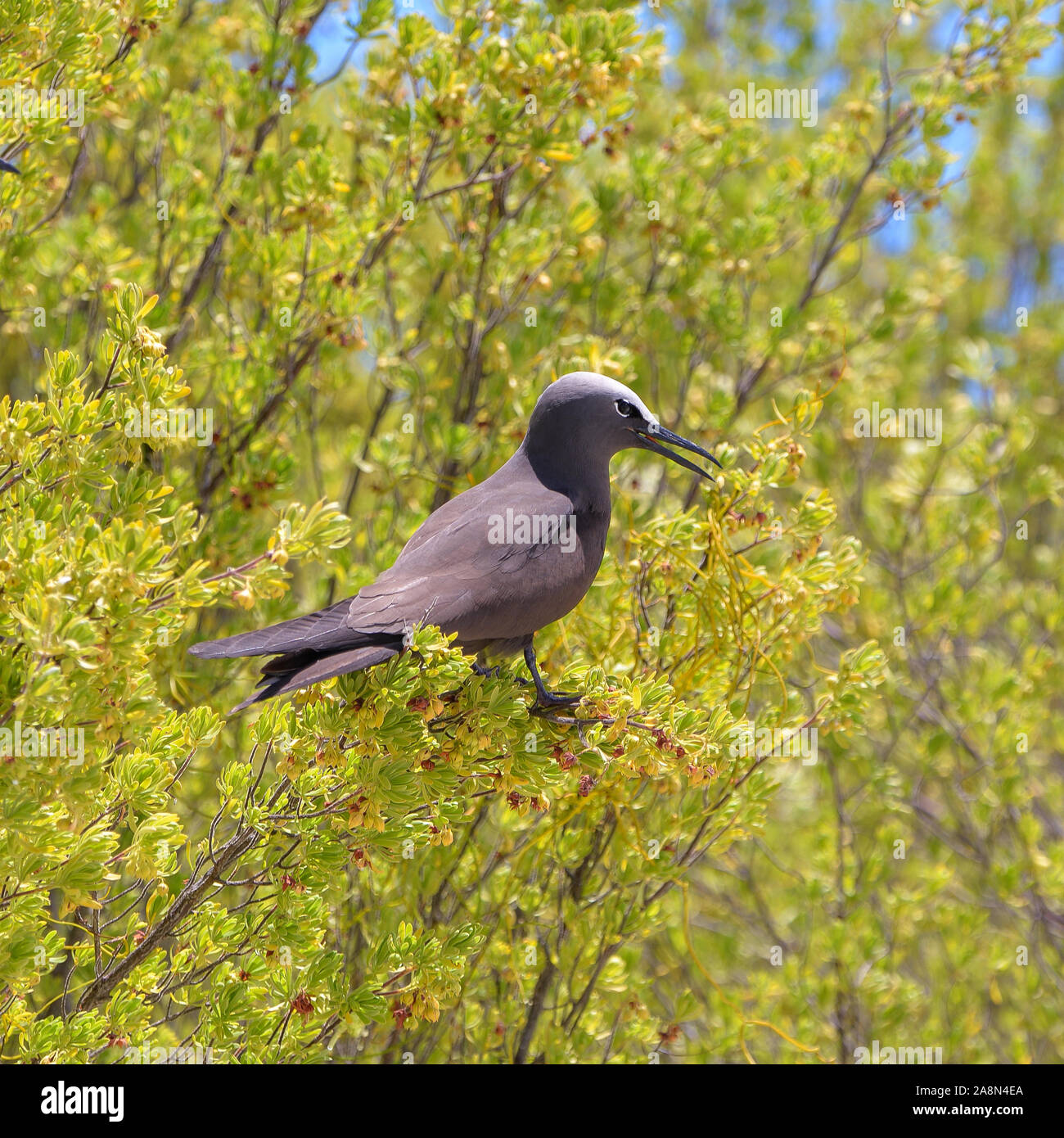 Brown Noddy, bird, Polynesia, Tetiaroa island Stock Photo - Alamy