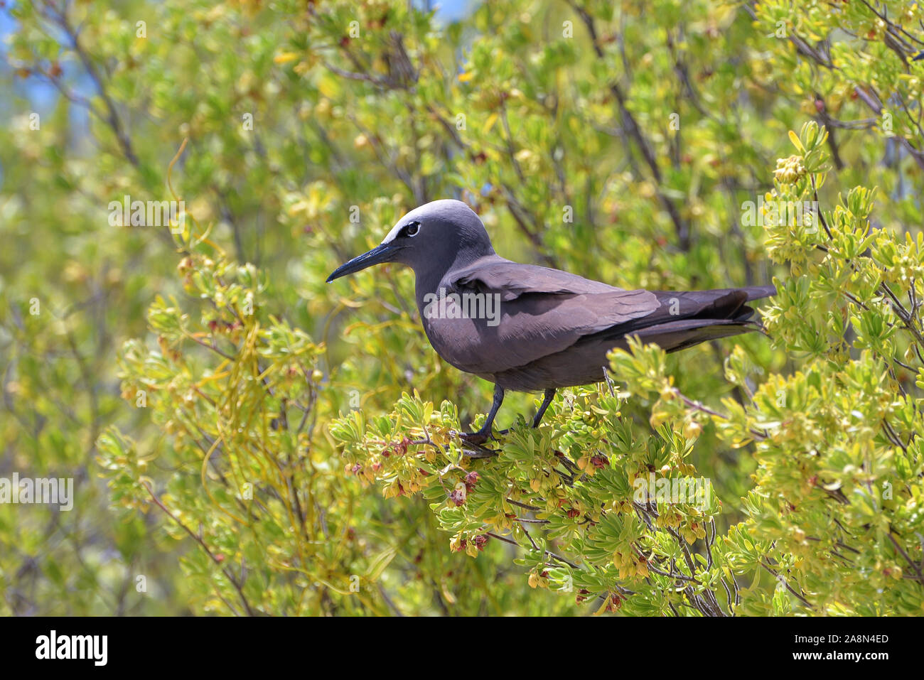 Brown Noddy, bird, Polynesia, Tetiaroa island Stock Photo - Alamy