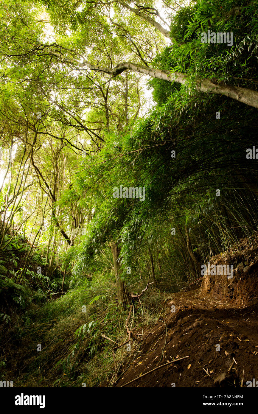 Forest in Faial. Azores, Portugal Stock Photo - Alamy