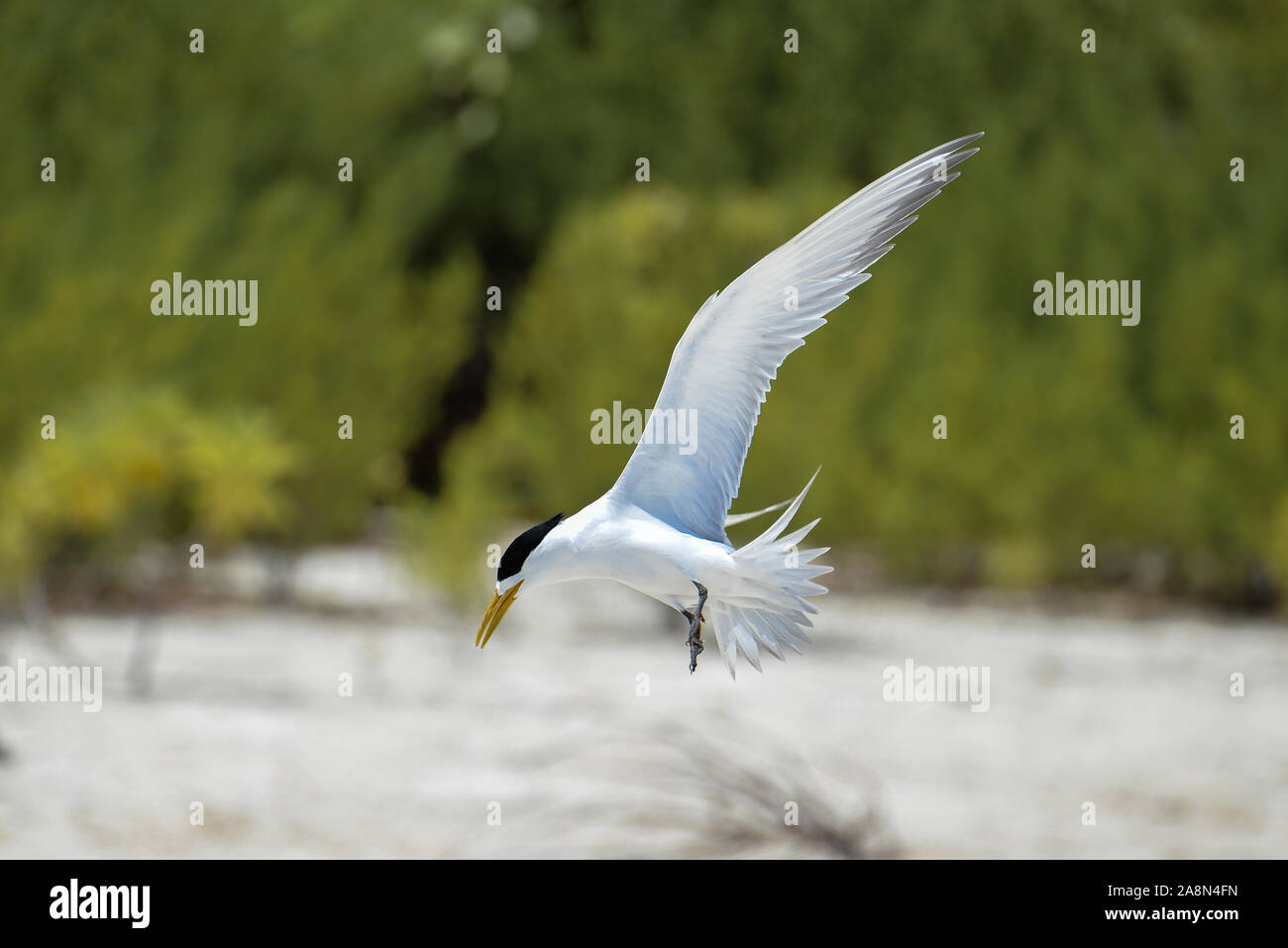 Great crested tern, sea bird, Polynesia, flight Stock Photo - Alamy