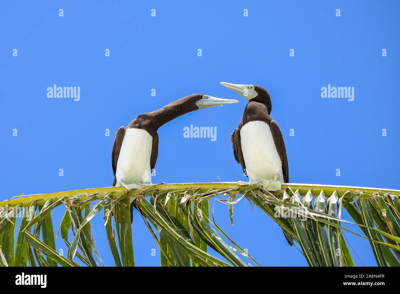 Brown booby, Sula leucogaster, beautiful birds in french Polynesia ...
