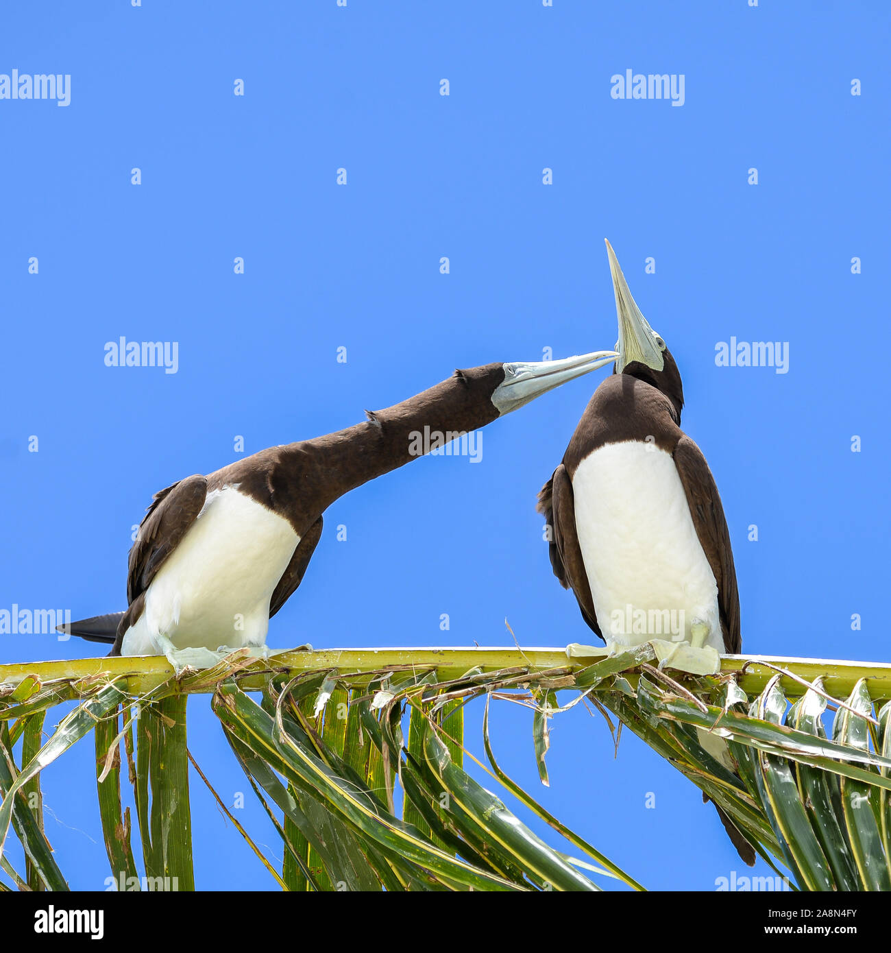 Brown booby, Sula leucogaster, beautiful birds in french Polynesia ...