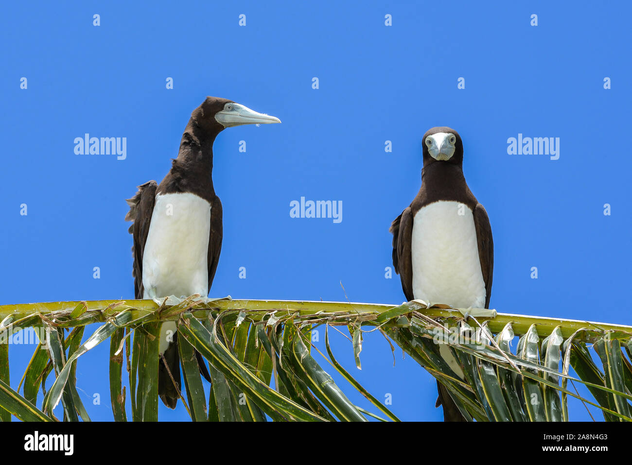 Brown booby, Sula leucogaster, beautiful birds in french Polynesia ...