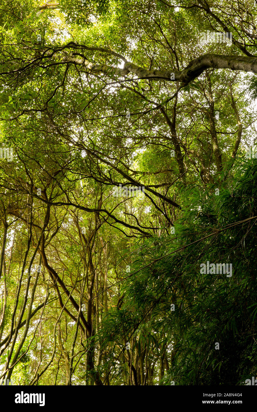 Forest in Faial. Azores, Portugal Stock Photo - Alamy