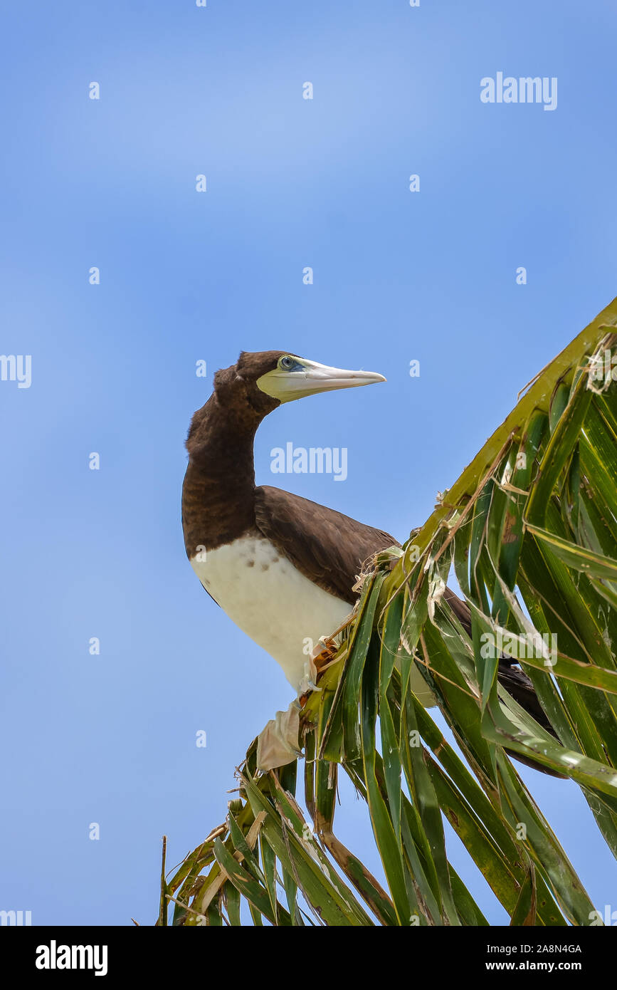 Brown booby, Sula leucogaster, beautiful birds in french Polynesia ...