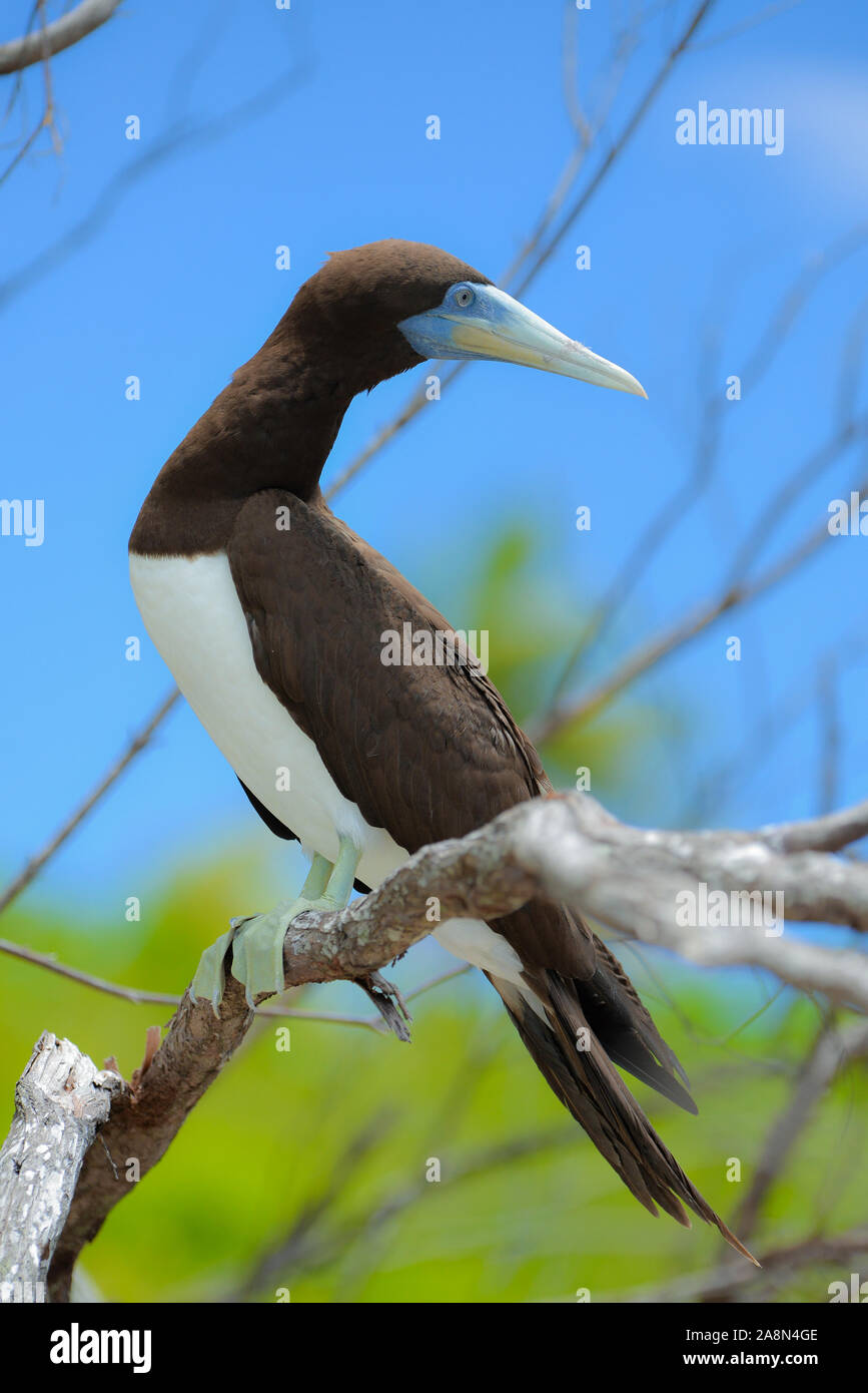 Brown booby, Sula leucogaster, beautiful birds in french Polynesia ...