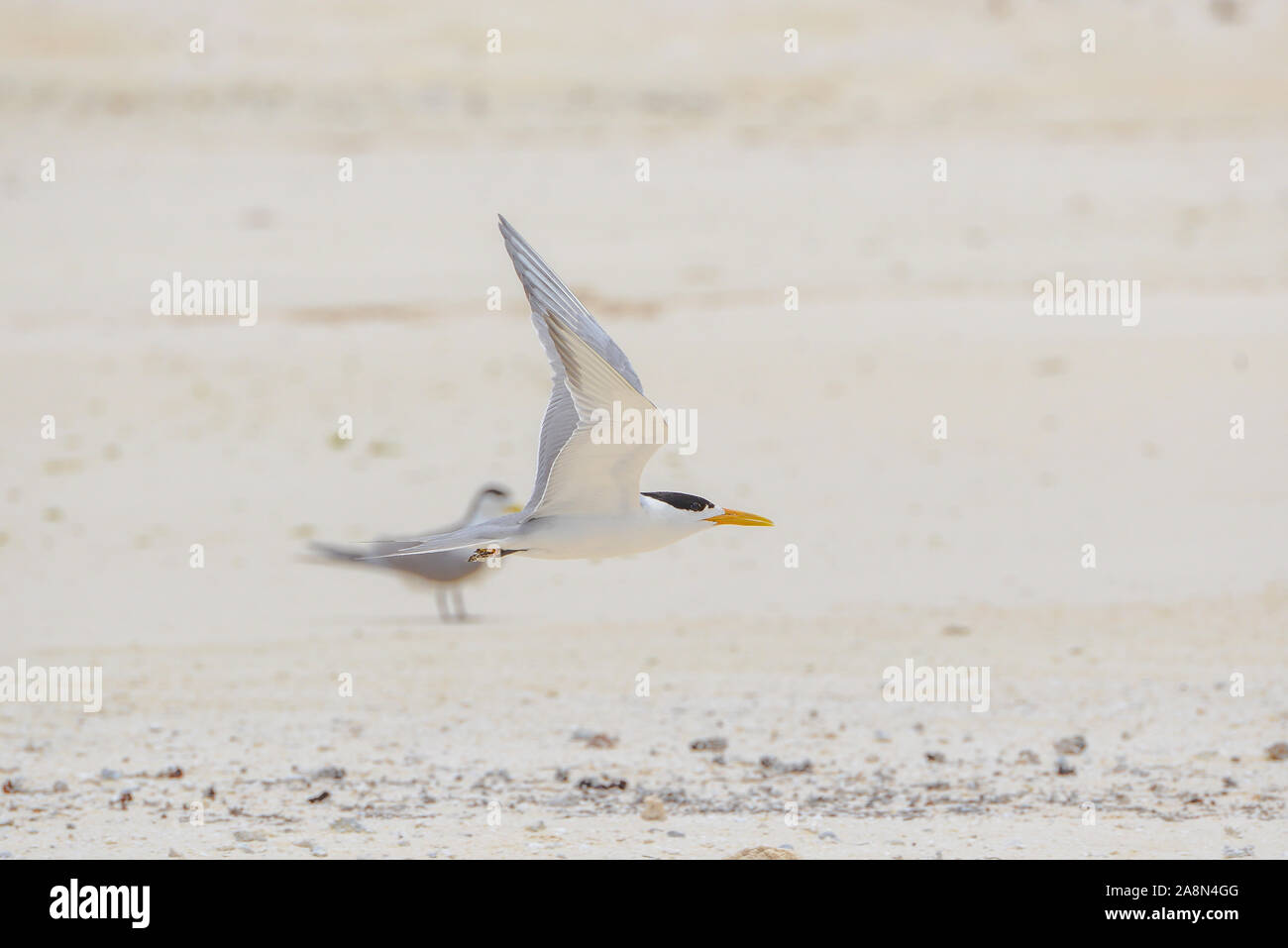 Great crested tern, sea bird, Polynesia, flight Stock Photo - Alamy