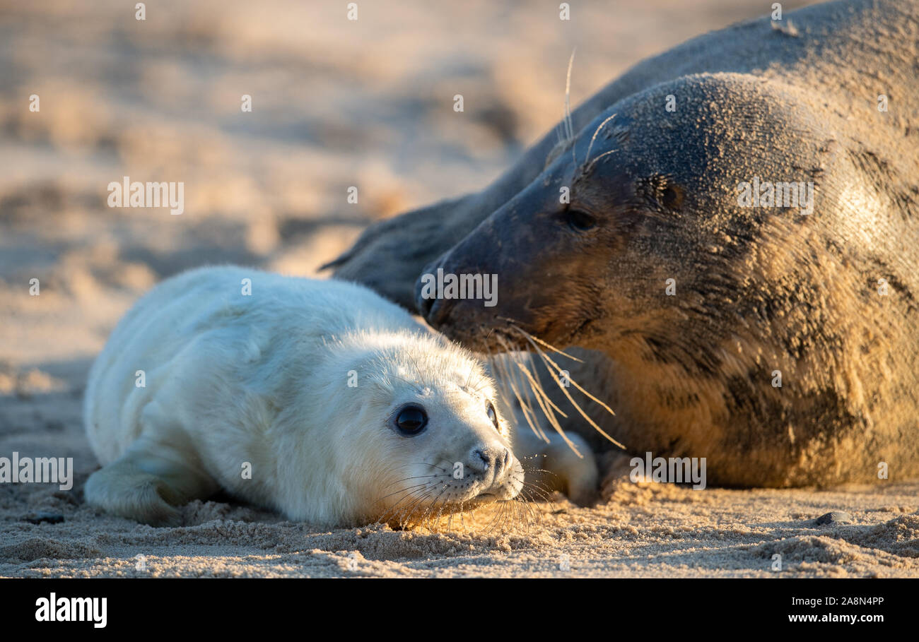 A grey seal with her pup on the beach at Horsey in Norfolk, during ...