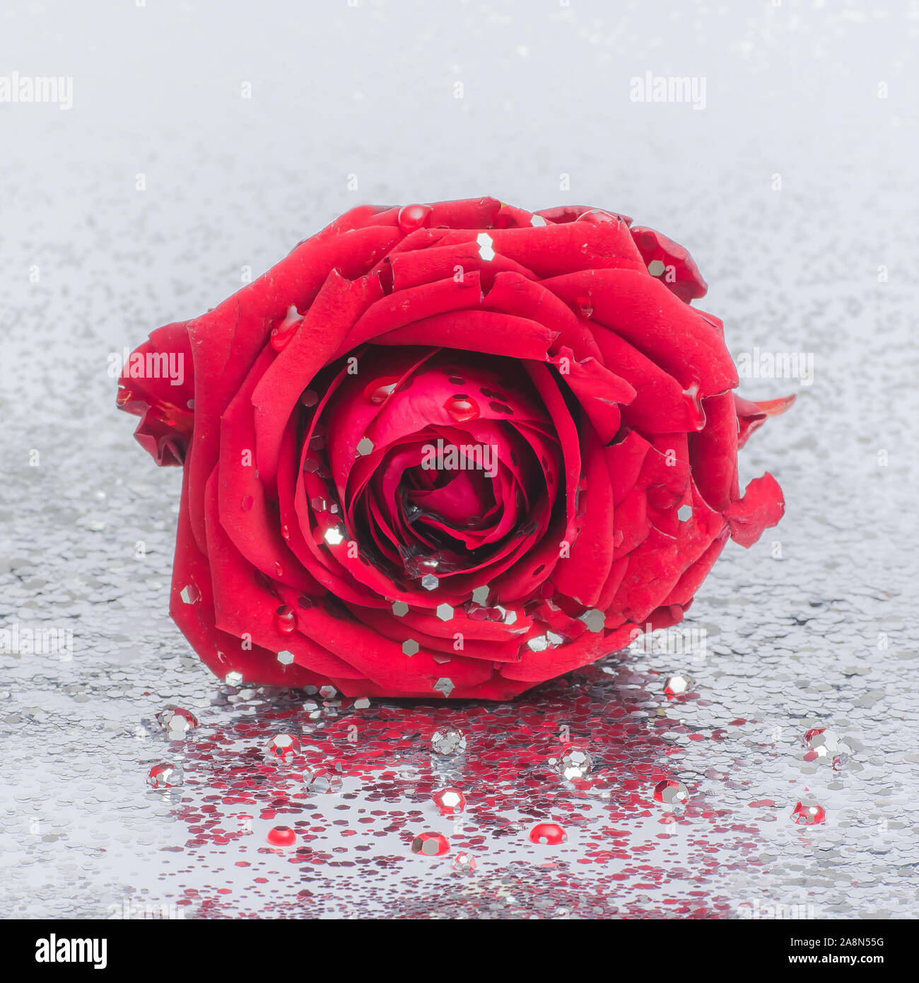 Red rose with red drops isolated on a white background with silvery ...