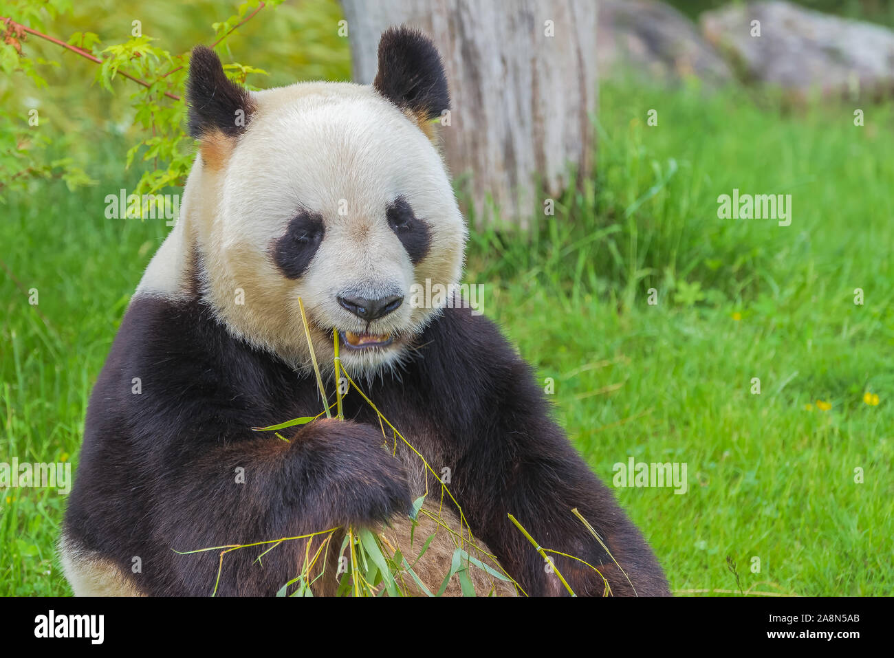 Giant panda, bear panda eating bamboo sitting in the grass, funny face ...