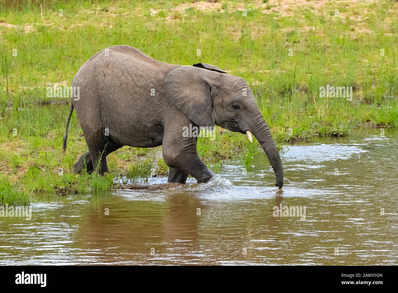 A young elephant coming out of the river, in the marshes in Tanzania ...
