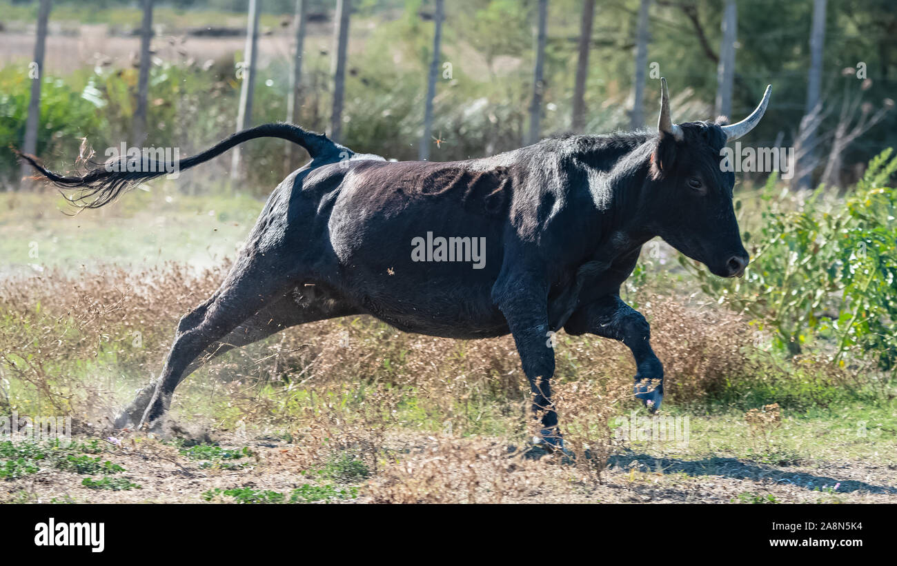 Bull running, charging bull in Camargue Stock Photo - Alamy