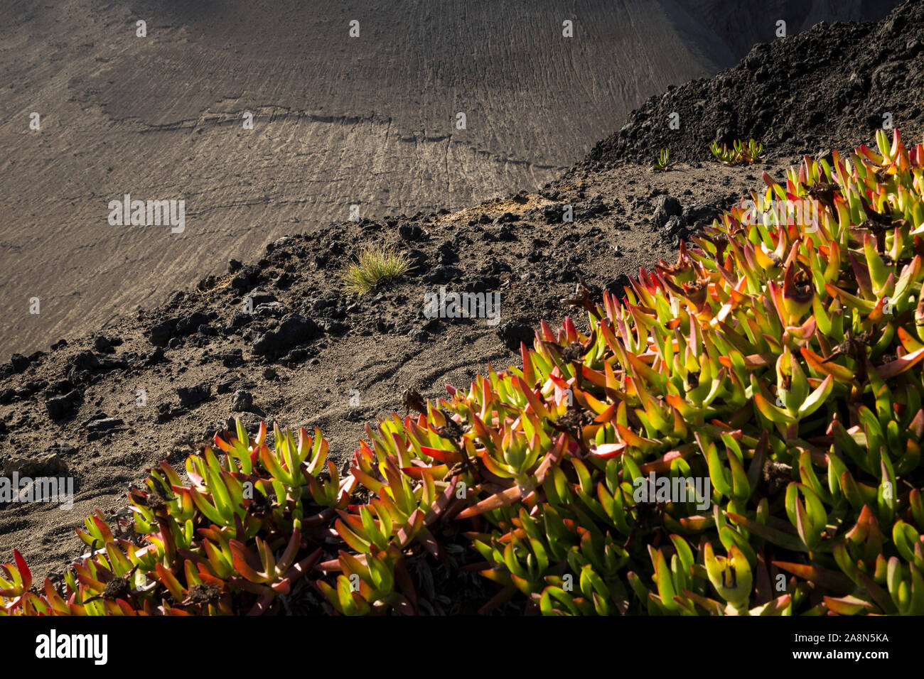 Ice plant at Capelinhos volcano. Faial, Azores, Portugal Stock Photo ...