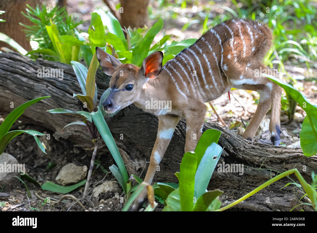 Antelope nyala, baby, first steps with his mother Stock Photo - Alamy
