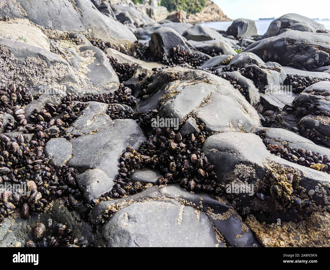 Mussels on rocks hi-res stock photography and images - Alamy