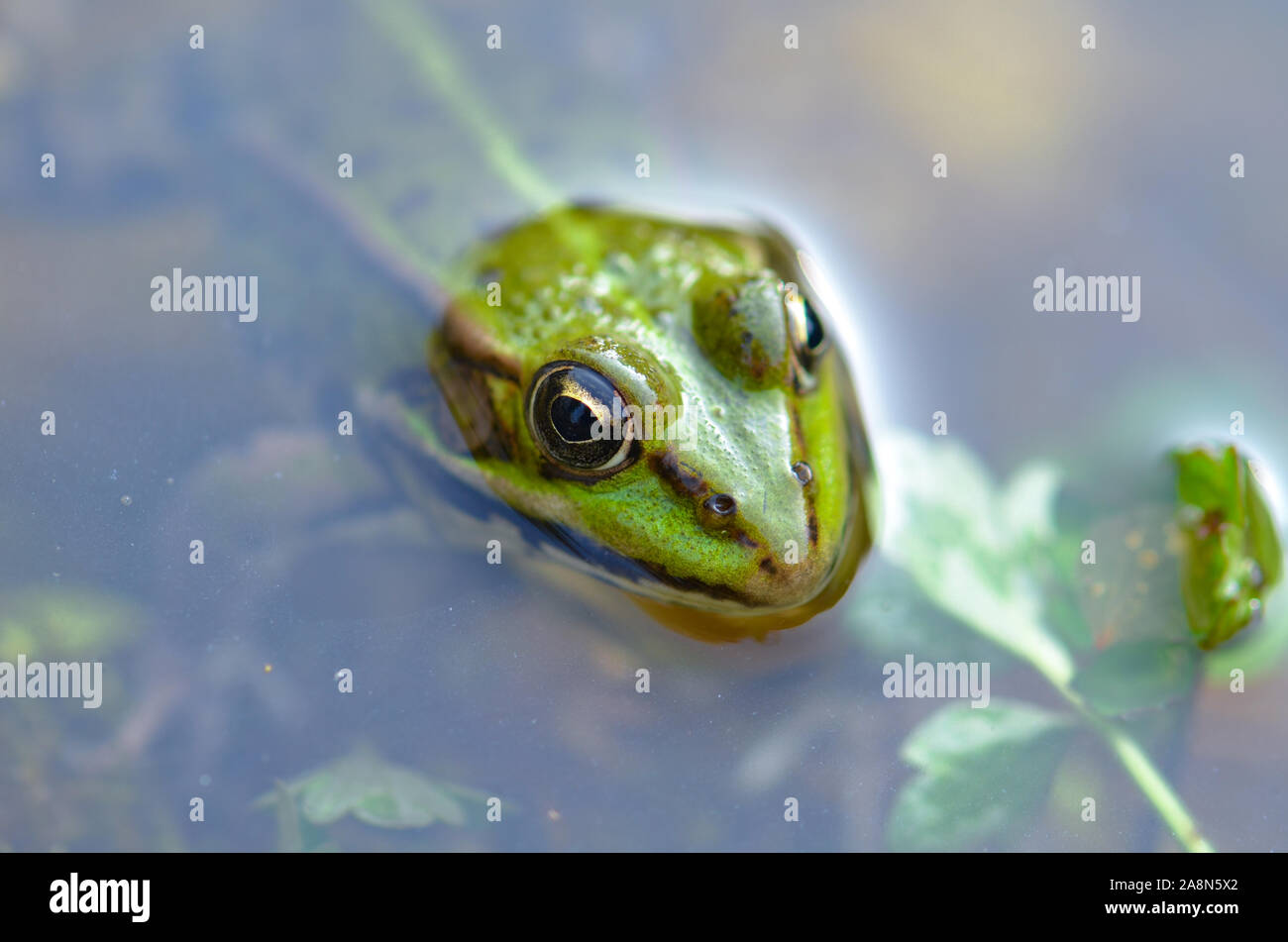 Green frog in the puddle, portrait Stock Photo - Alamy