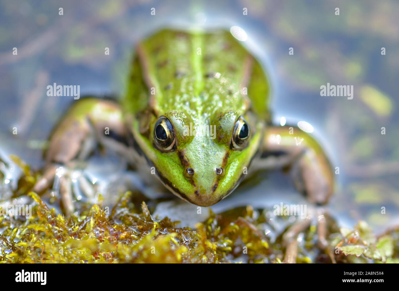 Green frog in the puddle, portrait Stock Photo - Alamy