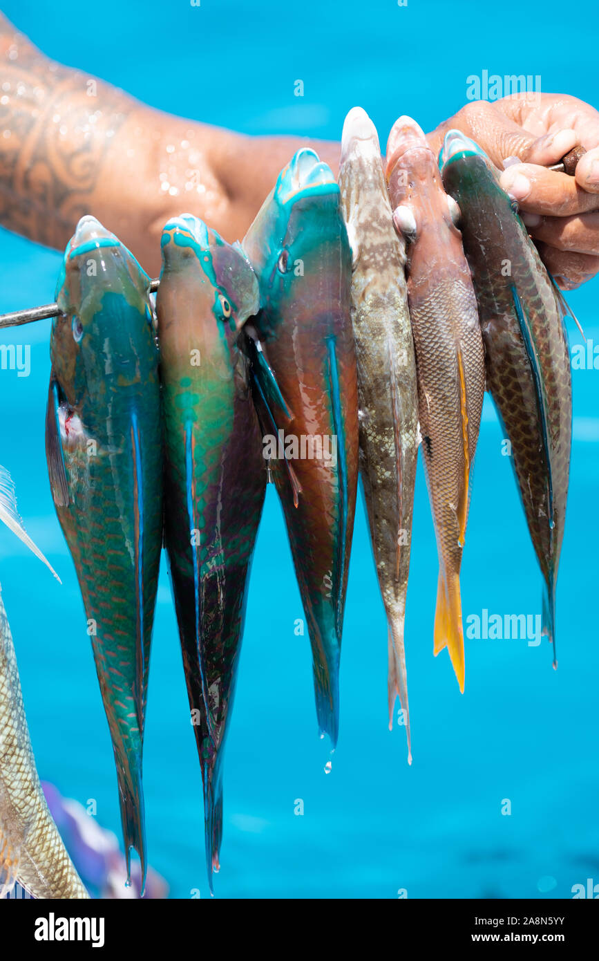Tropical Reef Fish Polynesia High Resolution Stock Photography and ...