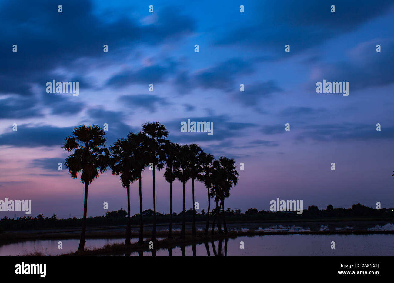 Palm trees at the ridge rice by beautiful and Sunset light Stock Photo ...