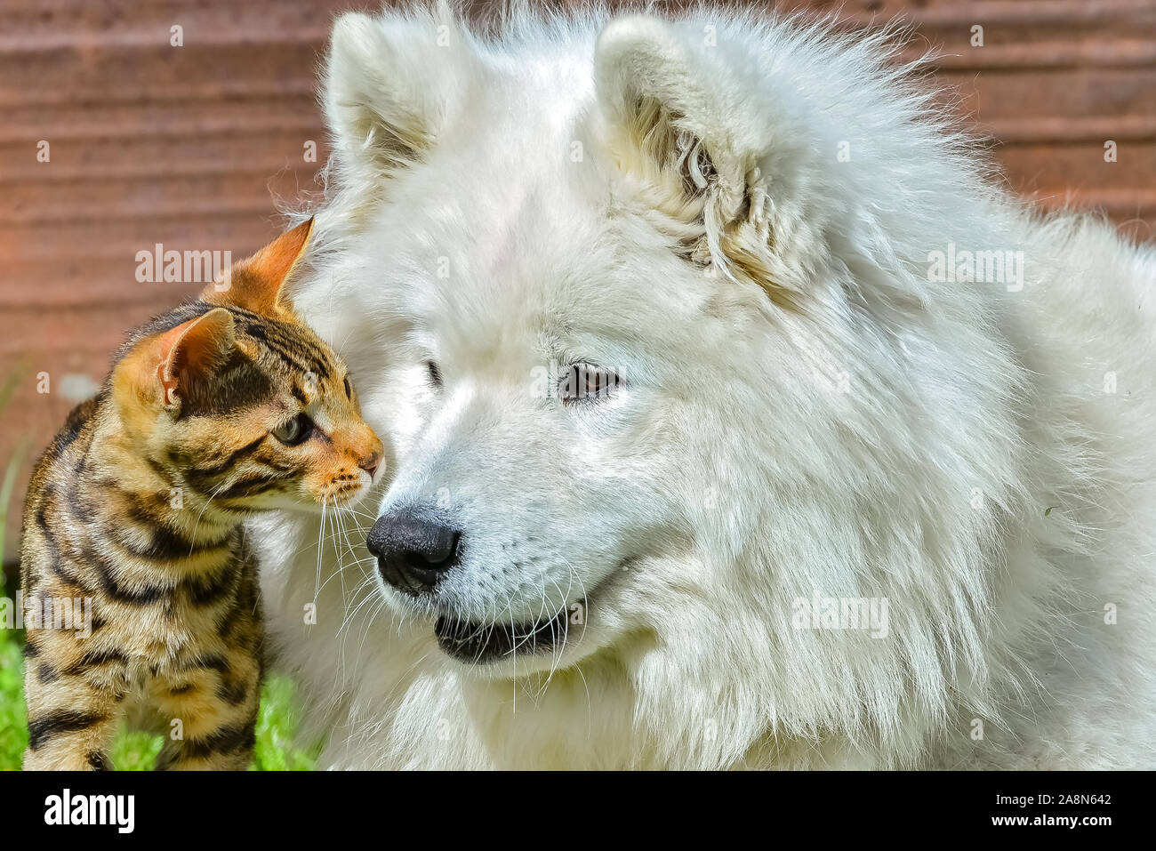 Dog an cat playing together, love, samoyede dog and young Bengal cat ...