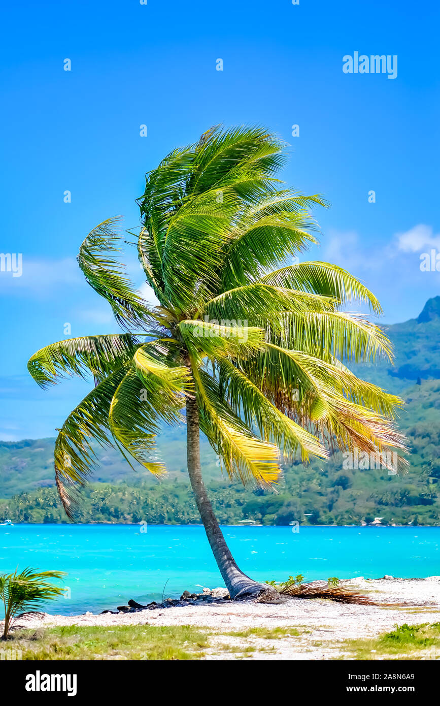 Palm tree, Bora Bora, Polynesia Stock Photo - Alamy