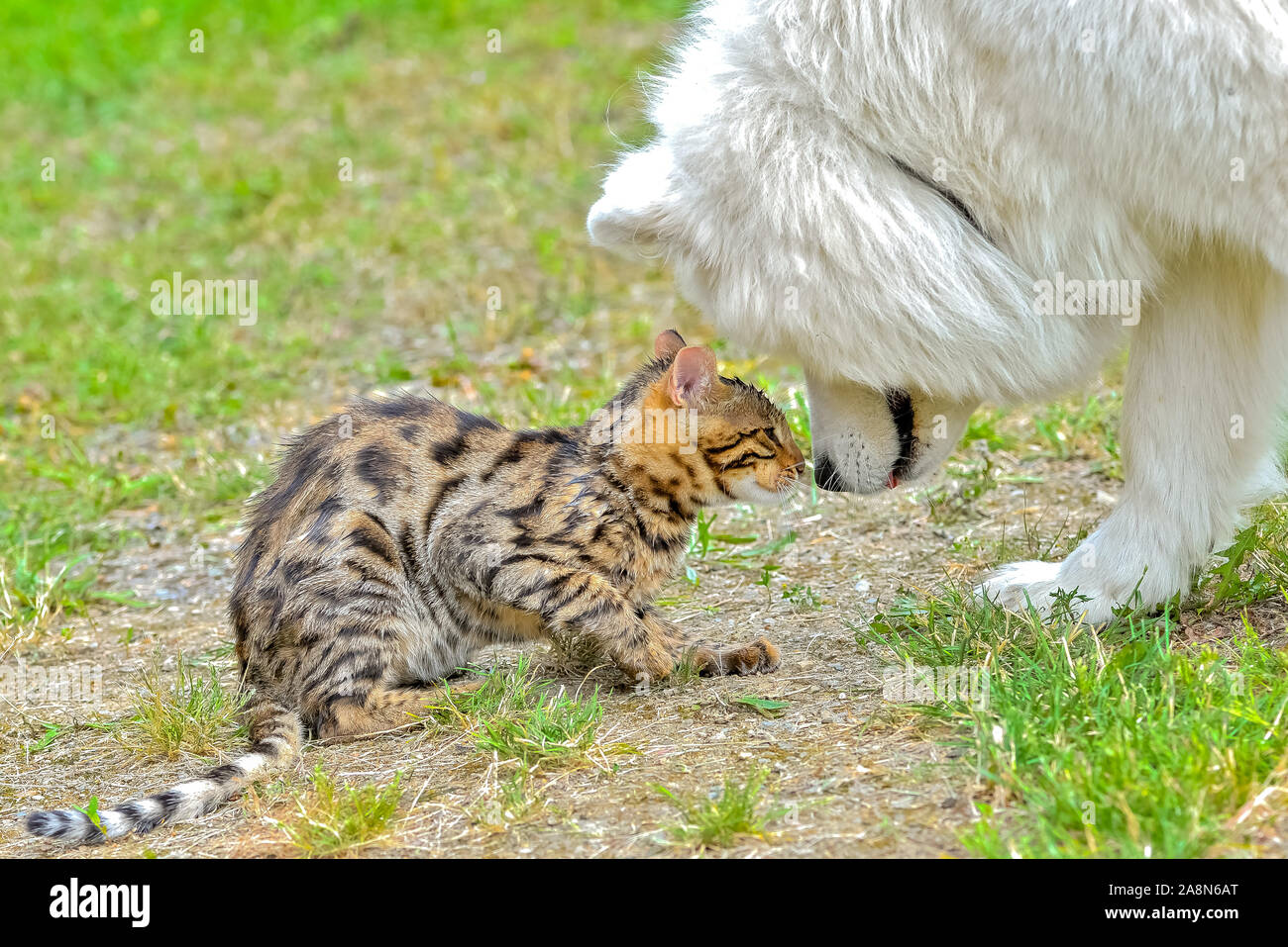 Dog an cat playing together, love, samoyede dog and young Bengal cat ...