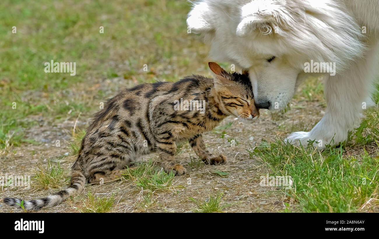 Dog an cat playing together, love, samoyede dog and young Bengal cat ...