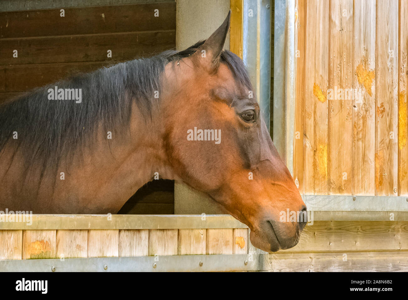 Horse in stable, head Stock Photo - Alamy