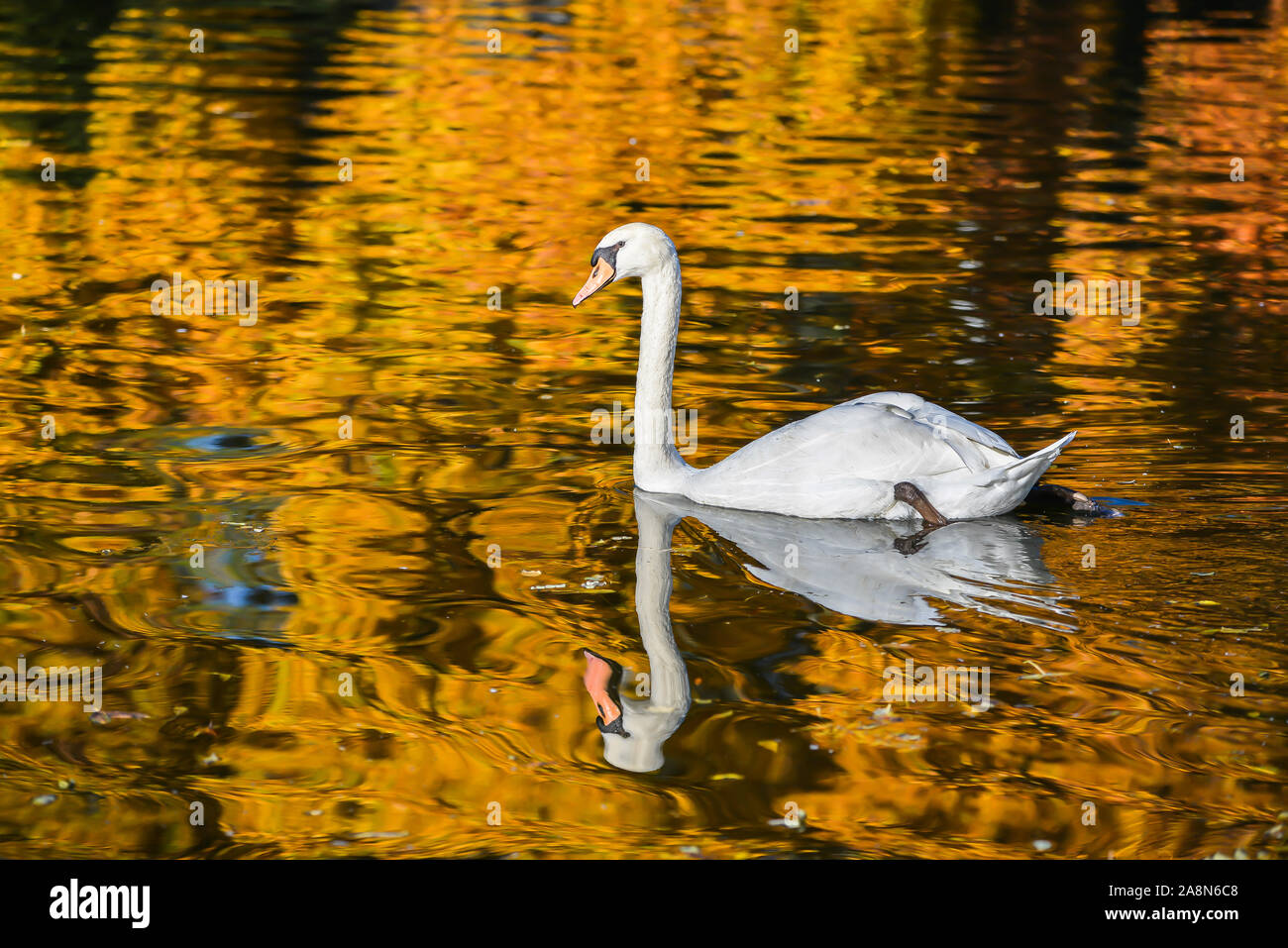 Peace and loyalty colors hi-res stock photography and images - Alamy