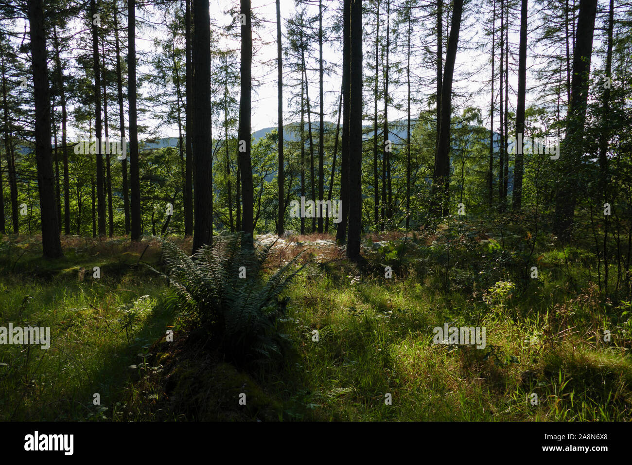 Wald in Pitlochry, Schottland, Großbritanien Stock Photo - Alamy