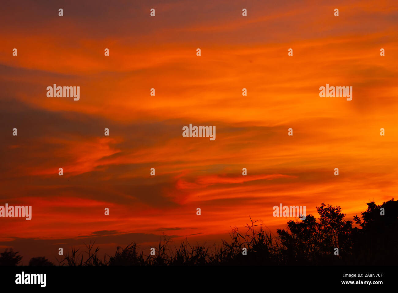 Light behind trees hi-res stock photography and images - Alamy