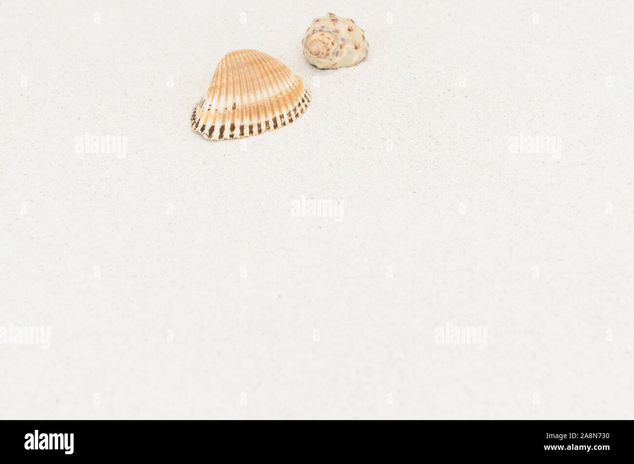 sea shell still life top perspective on white sea sand Stock Photo - Alamy