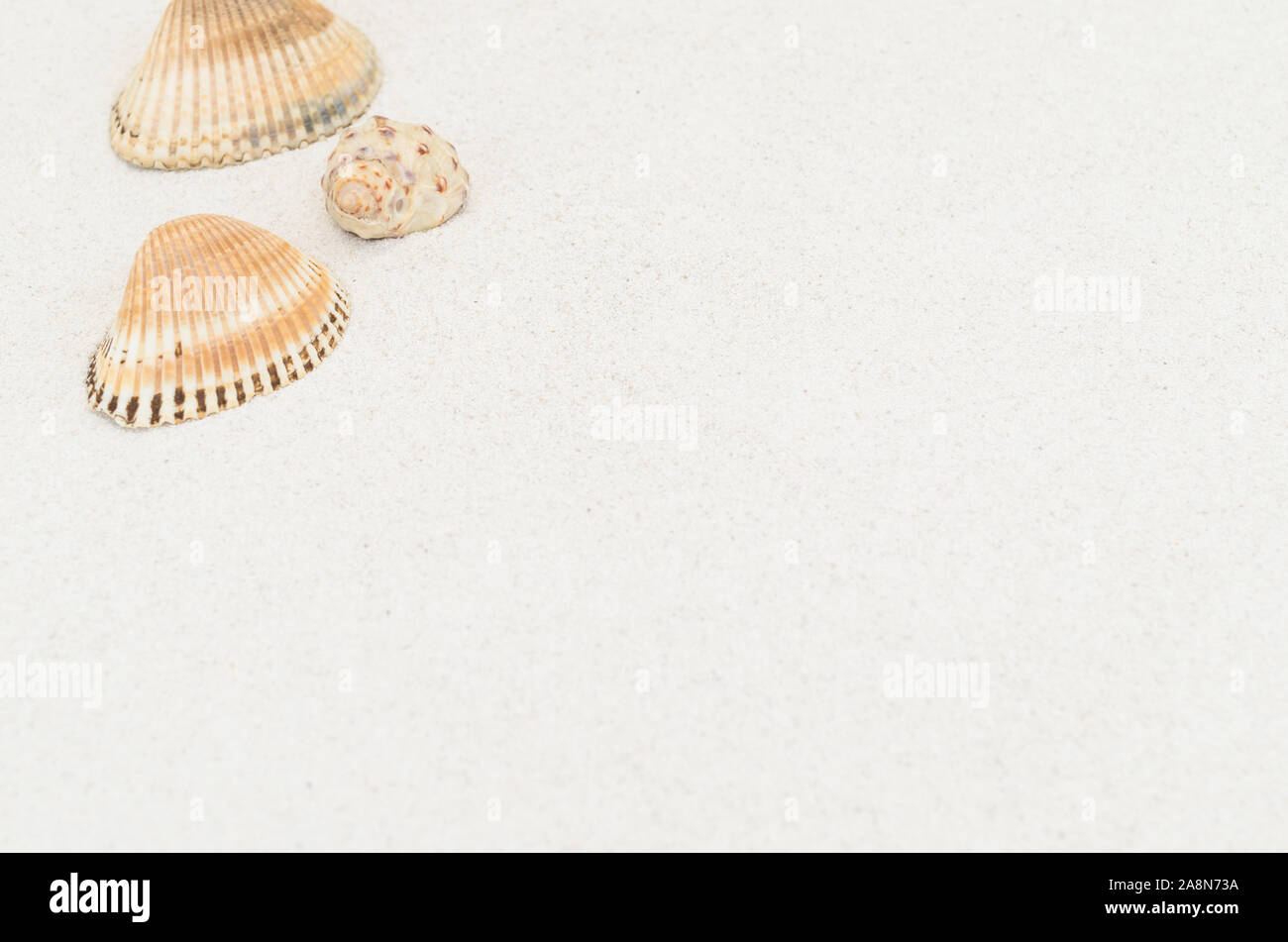sea shell still life top perspective on white sea sand Stock Photo - Alamy