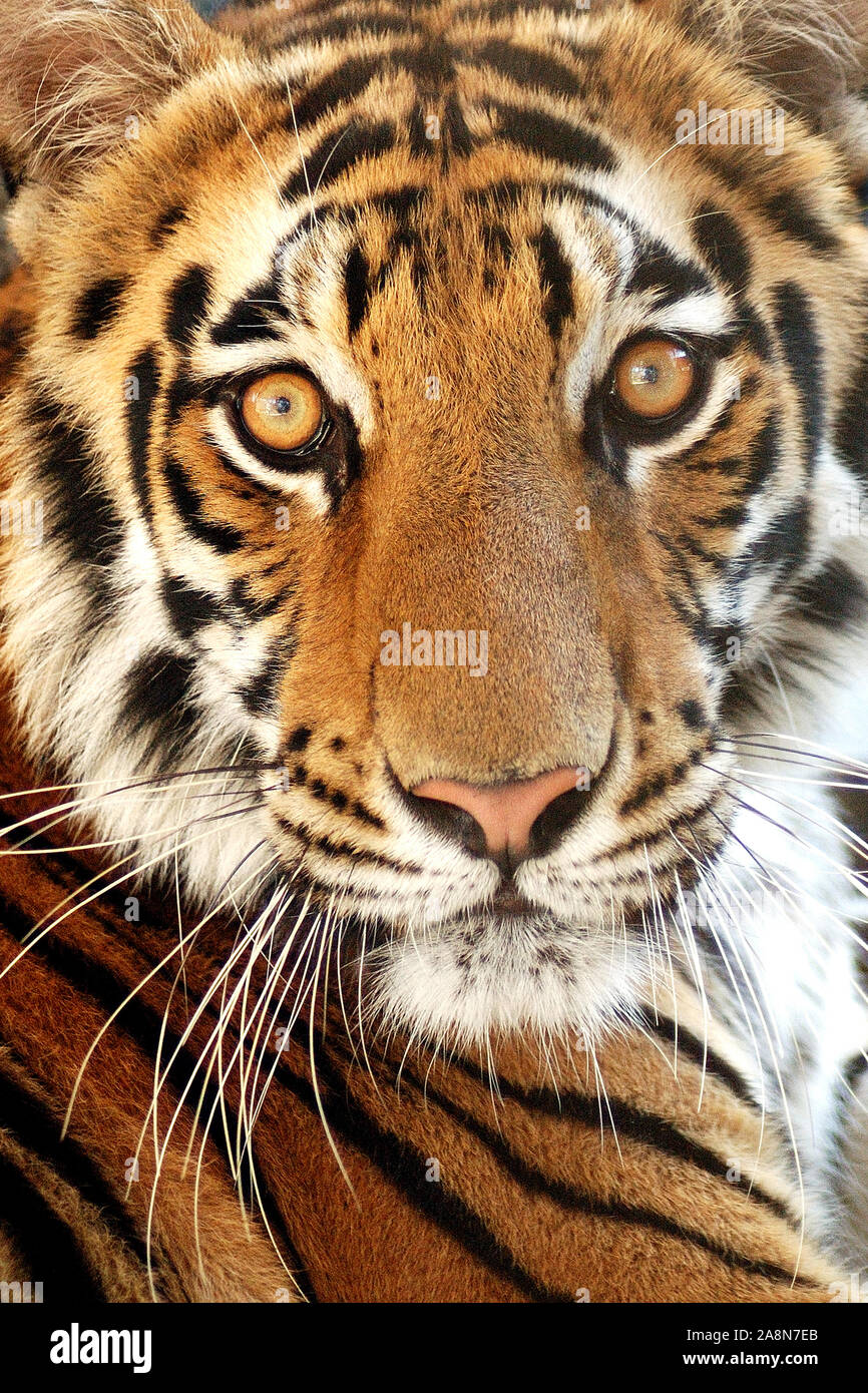 Tiger look hi-res stock photography and images - Alamy
