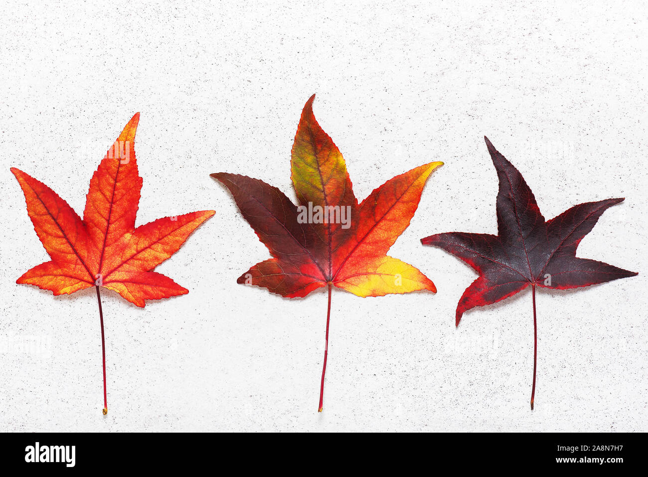 Sweet Gum Tree Leaves