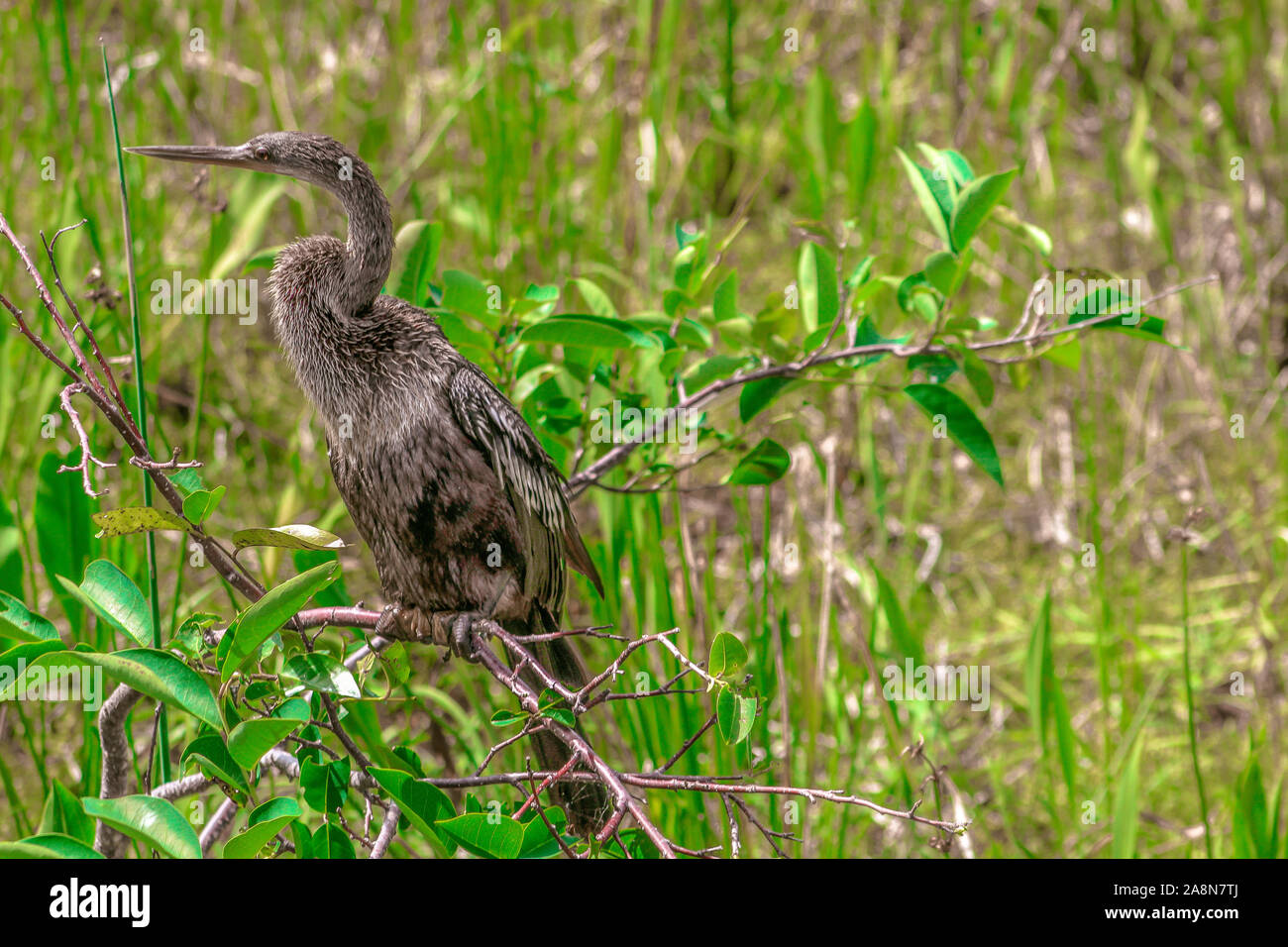 young female anhinga (Anhinga anhinga) in the swamp Stock Photo - Alamy