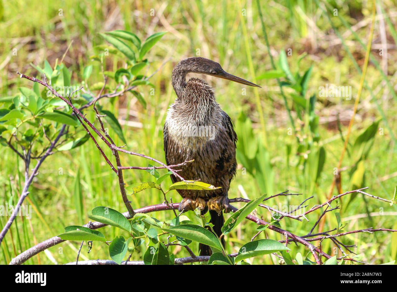 young female anhinga (Anhinga anhinga) in the swamp Stock Photo - Alamy