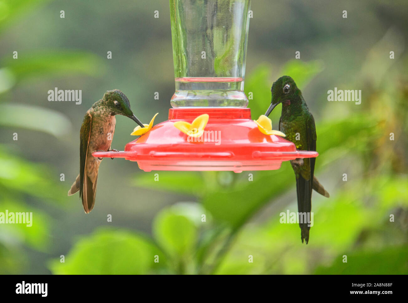 Hummingbirds at a feeder, San Tadeo, Mindo, Ecuador Stock Photo - Alamy