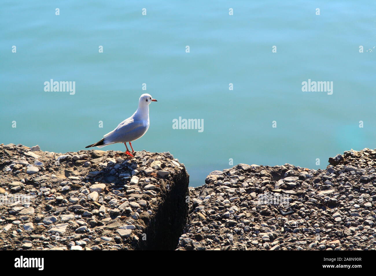 Singing seagull hi-res stock photography and images - Alamy