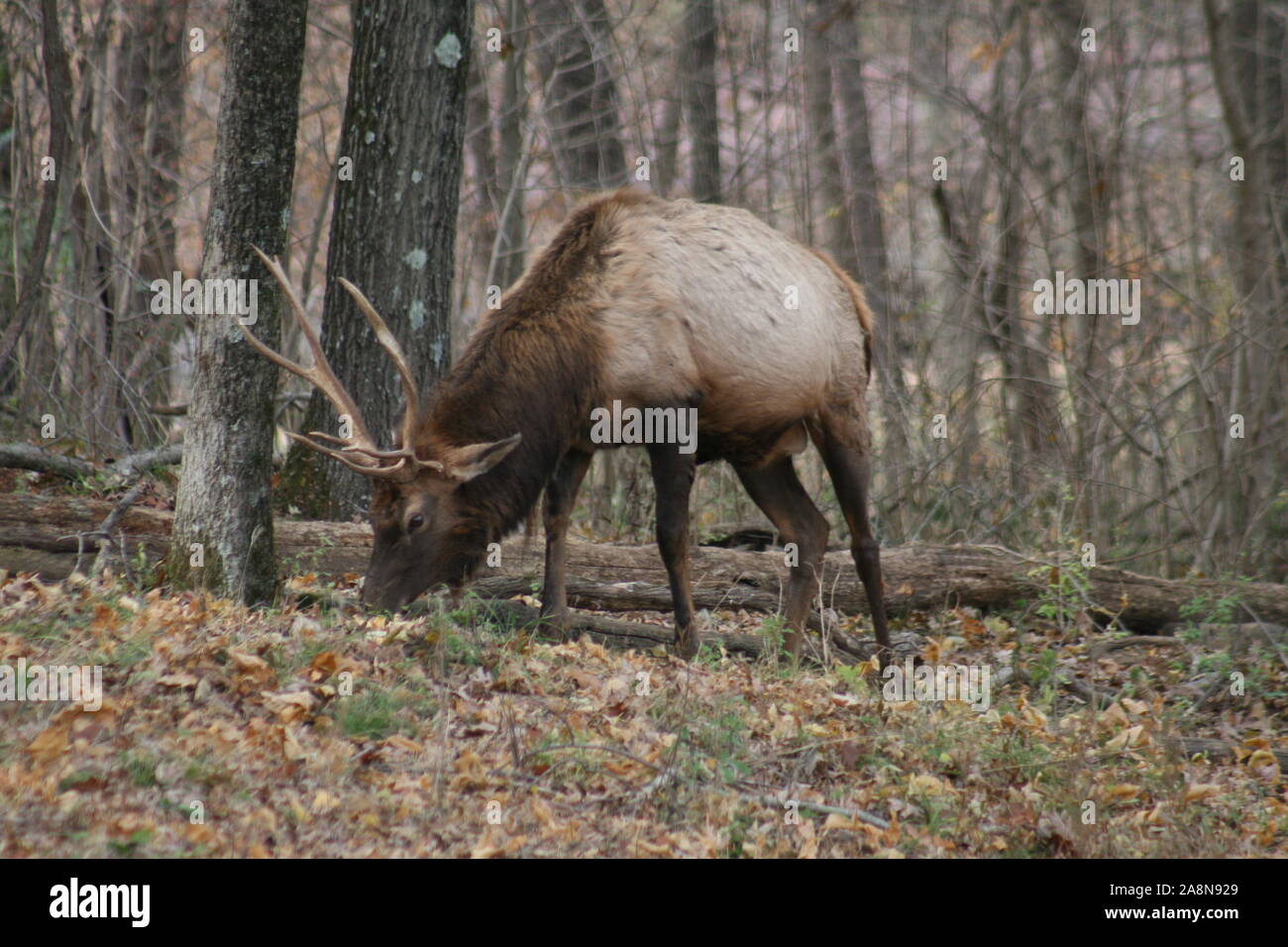 Eight Point Buck (Bull Stock Photo - Alamy