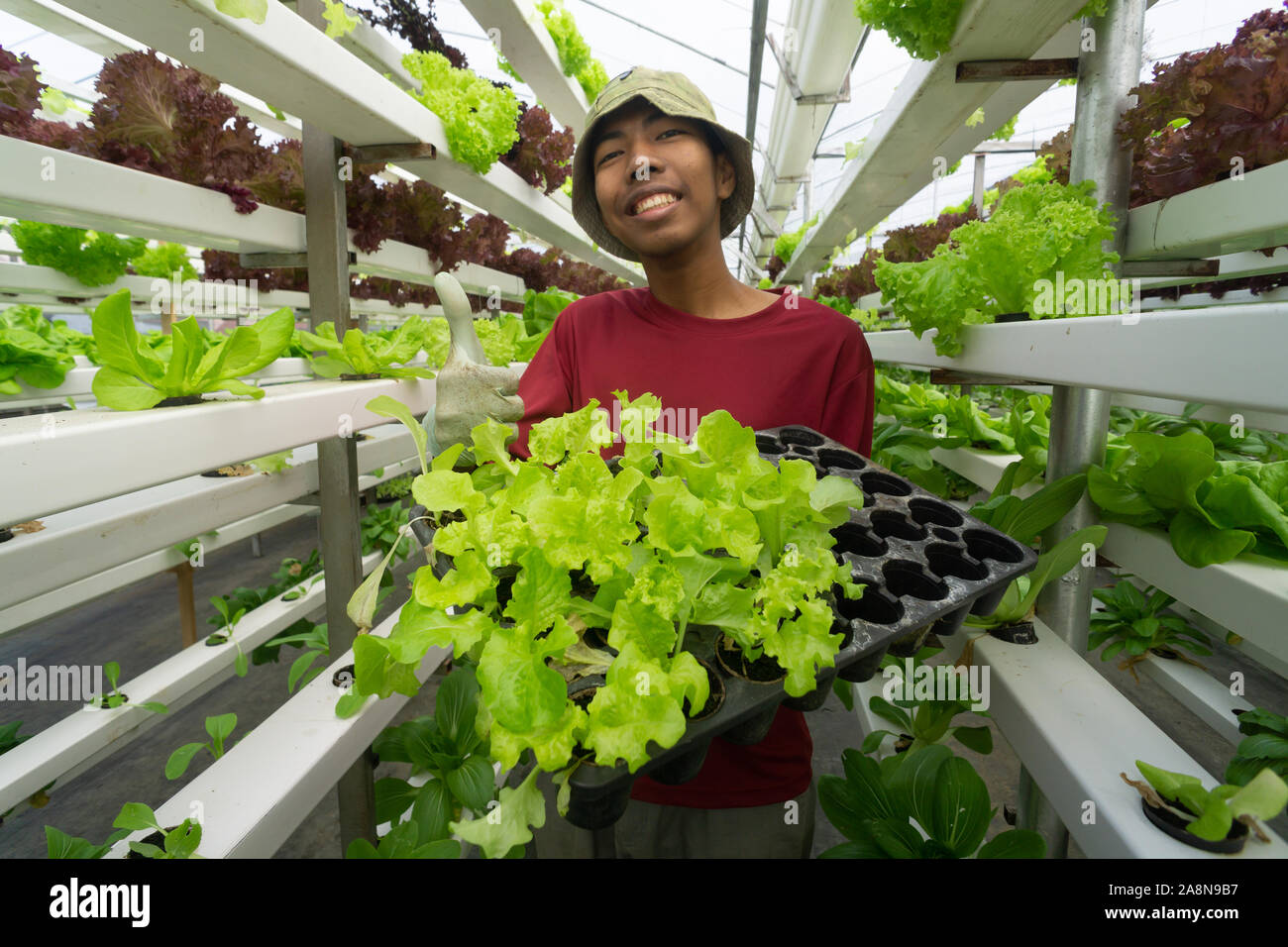 Young Asian Malaysian farmer working in organic modern hydroponic ... Young Asian Malaysian farmer working in organic modern hydroponic ...