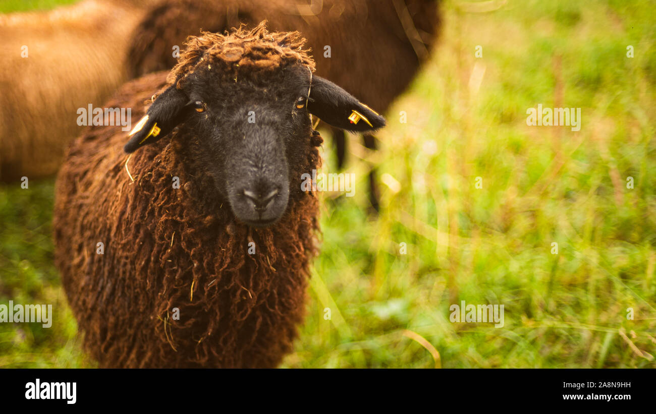 Thick wool on sheep hi-res stock photography and images - Alamy