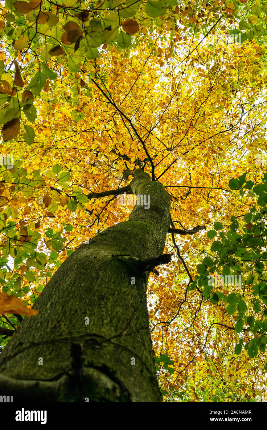 Beech trees in the Autumn sunshine showing there true beauty befor the ...